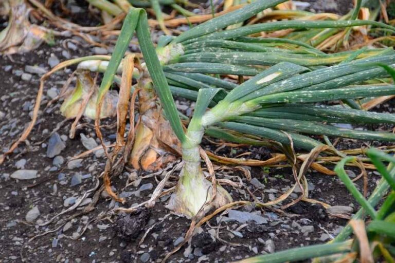 Tips For Treating Diseases Of Onion