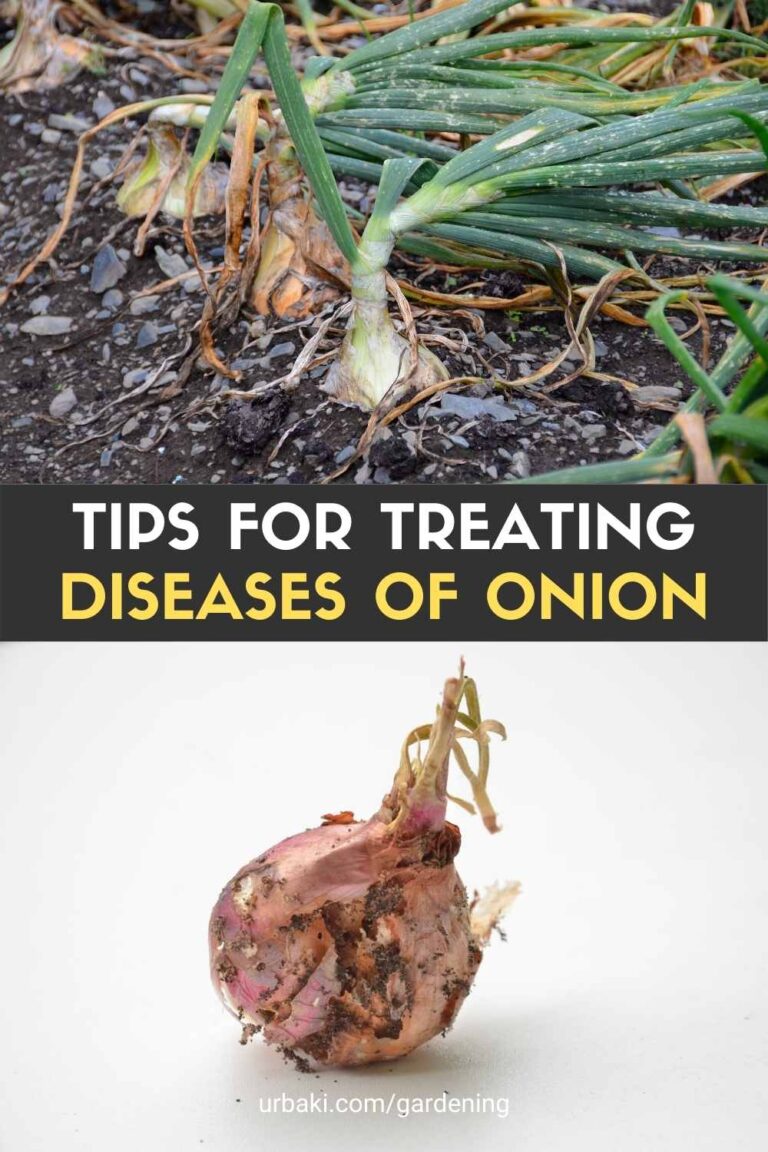 Tips For Treating Diseases Of Onion