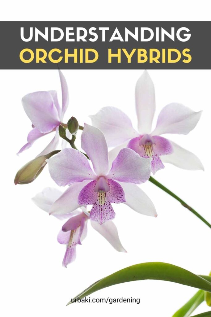 Understanding Orchid Hybrids