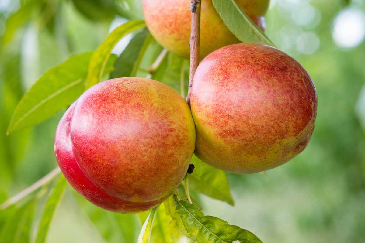 Growing Fruit In Hot Weather