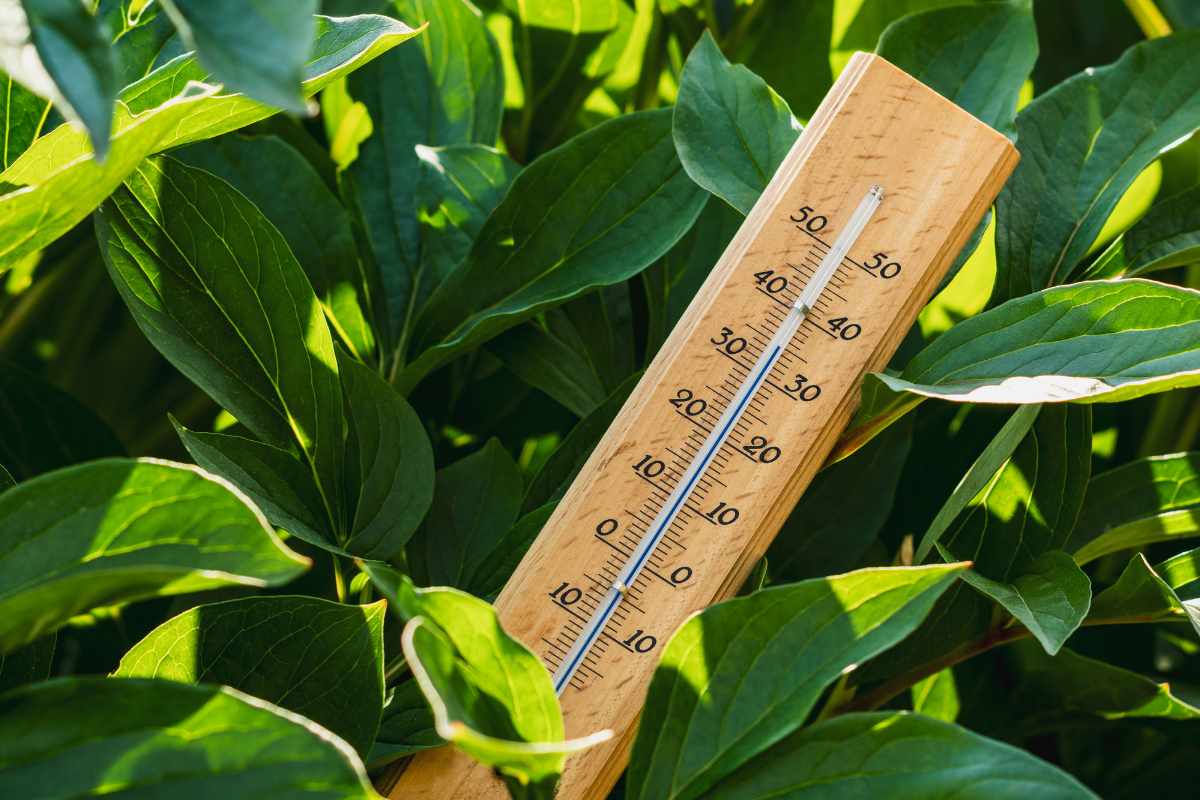 Growing Fruit In Hot Weather