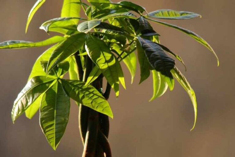 Care Guide For Your Money Tree