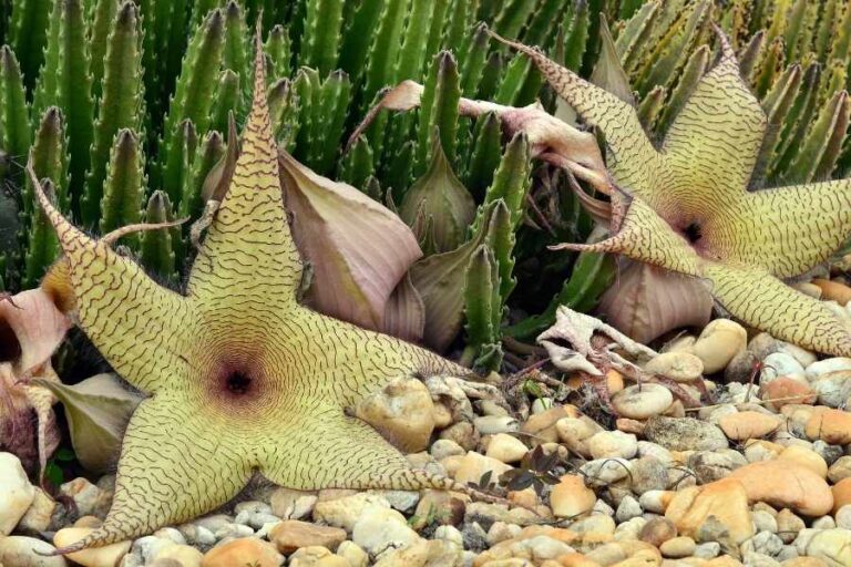 Growing Starfish Flower Cactus