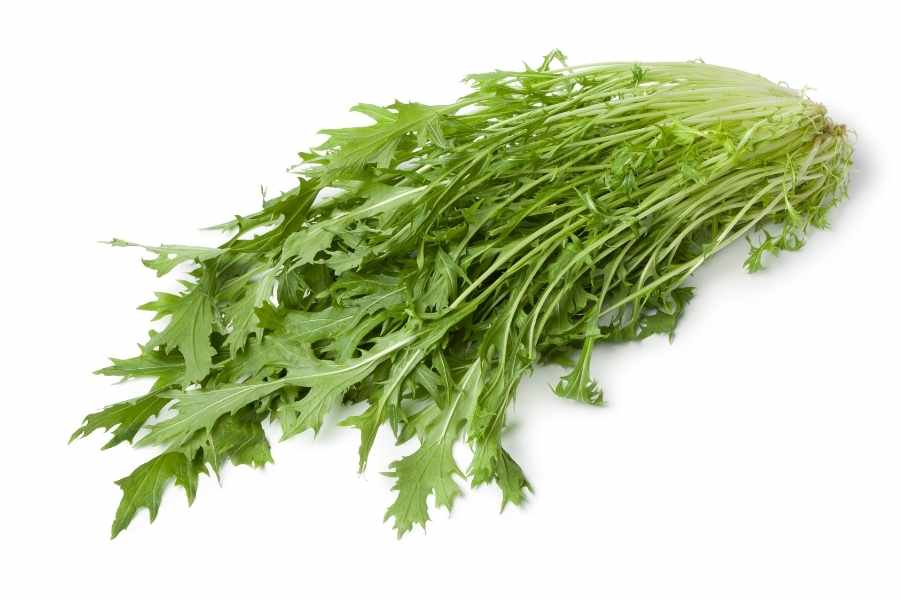 Growing and Caring for Mizuna Greens