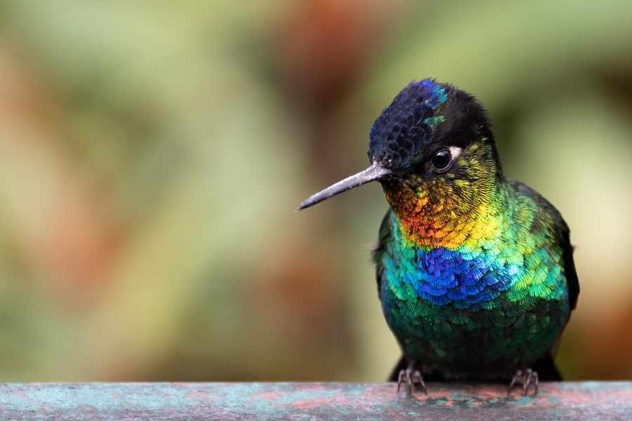 Discover the Truth About Common Hummingbird Myths