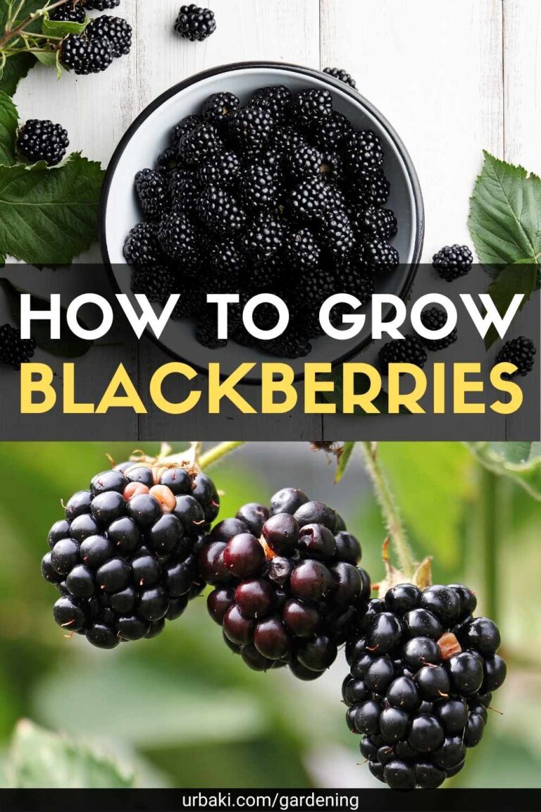 How to Grow Blackberries