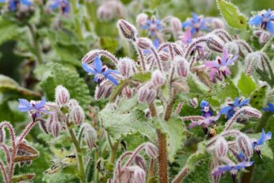 How to Grow Borage