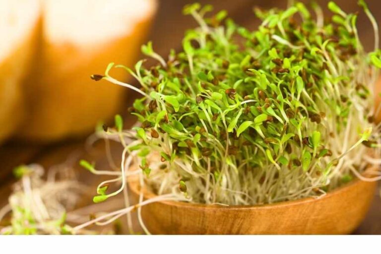 Learn About Planting Perennial Legumes