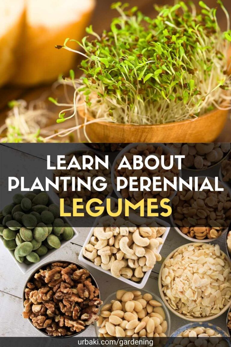 Learn About Planting Perennial Legumes