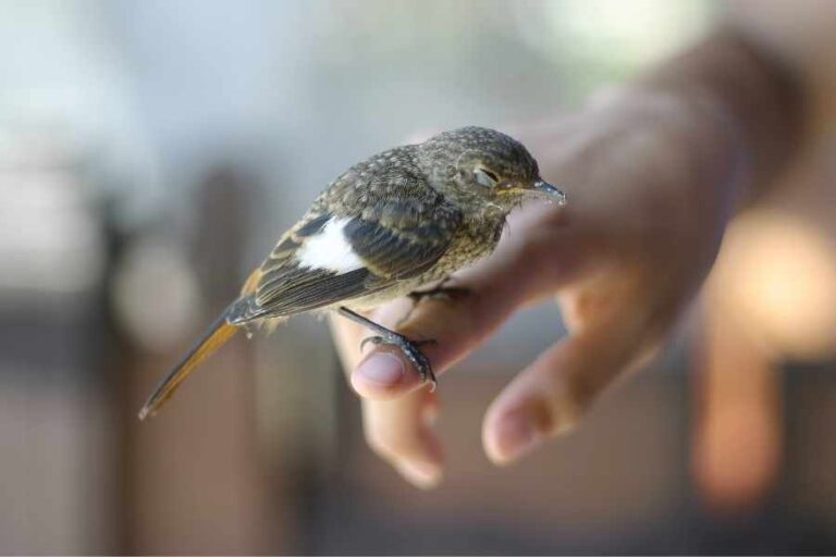 Learn the Signs of a Sick or Dying Bird