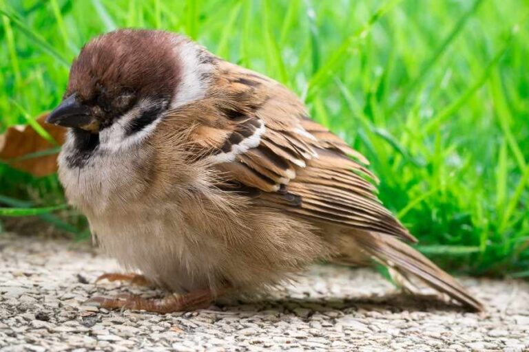 Learn the Signs of a Sick or Dying Bird