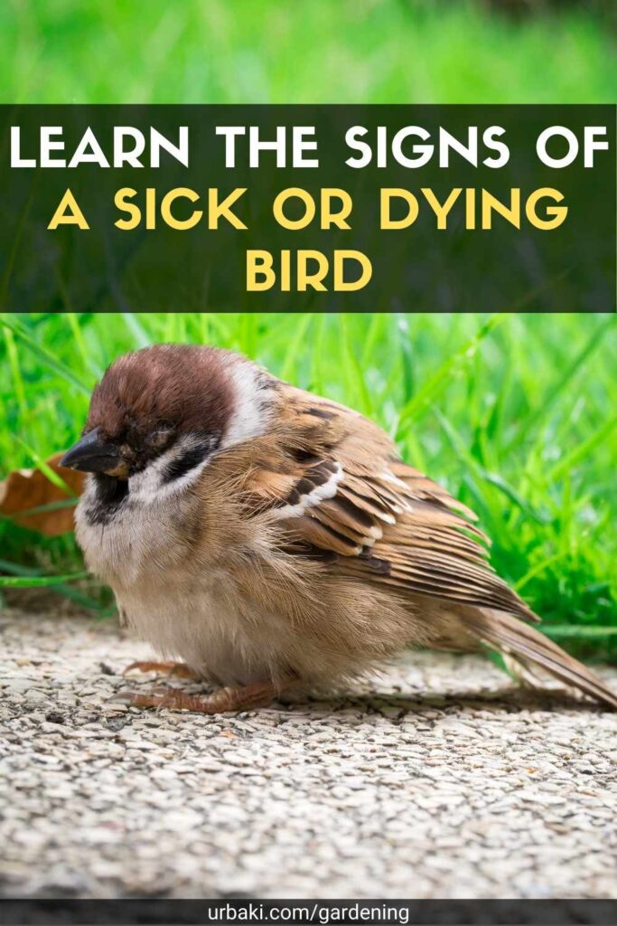 Learn the Signs of a Sick or Dying Bird