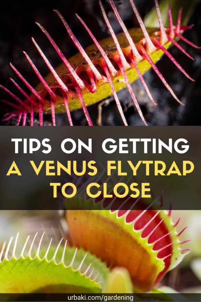 Tips On Getting A Venus Flytrap To Close