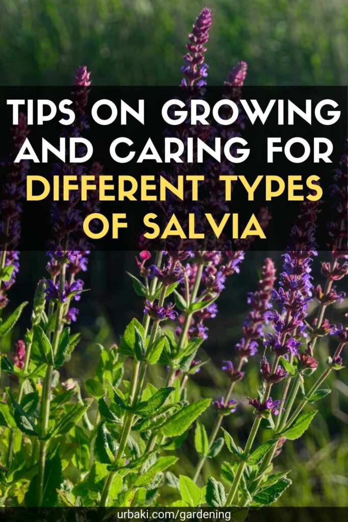 Tips On Growing And Caring For Different Types Of Salvia