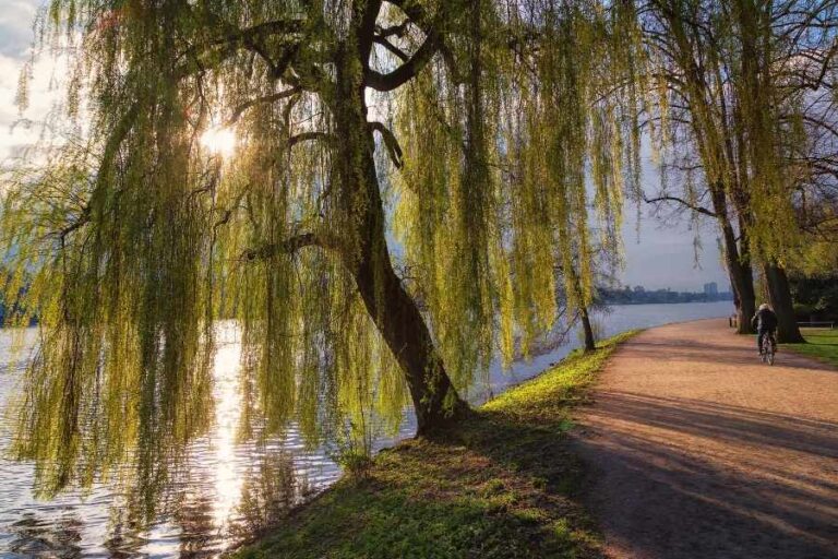 5 Best Fast-Growing Trees For Your Landscape