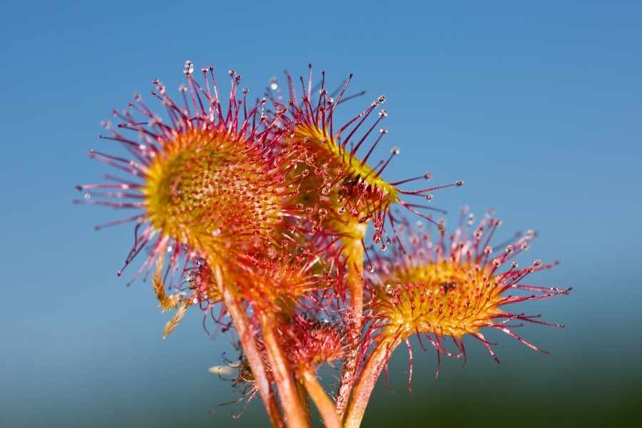 Beautiful Carnivorous Plants That Eat Bugs