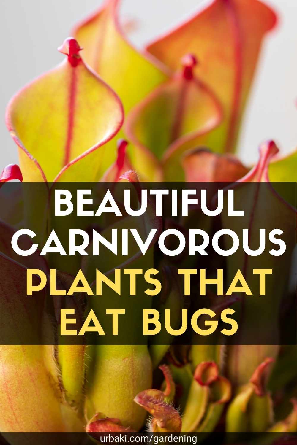Beautiful Carnivorous Plants That Eat Bugs