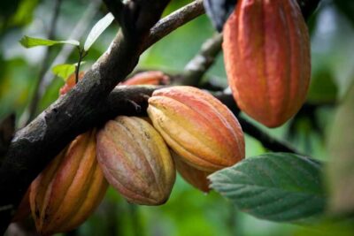 Cacao: Plant Care & Growing Guide