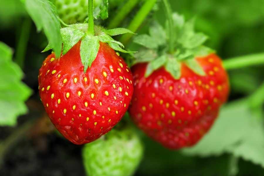 How to Multiply Strawberry Plants