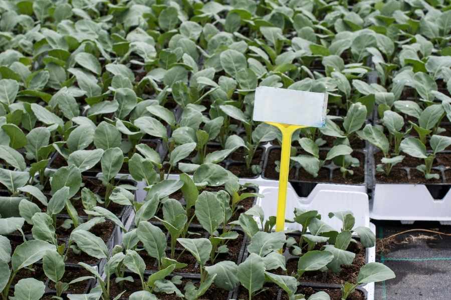 How to Grow Broccoli Easy