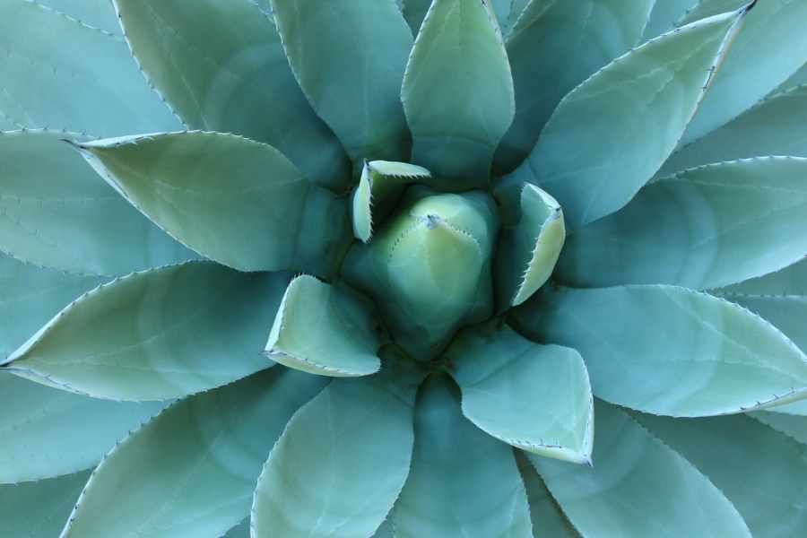 Everything About How To Grow Agave In Your Garden