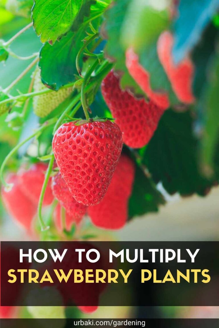 How to Multiply Strawberry Plants