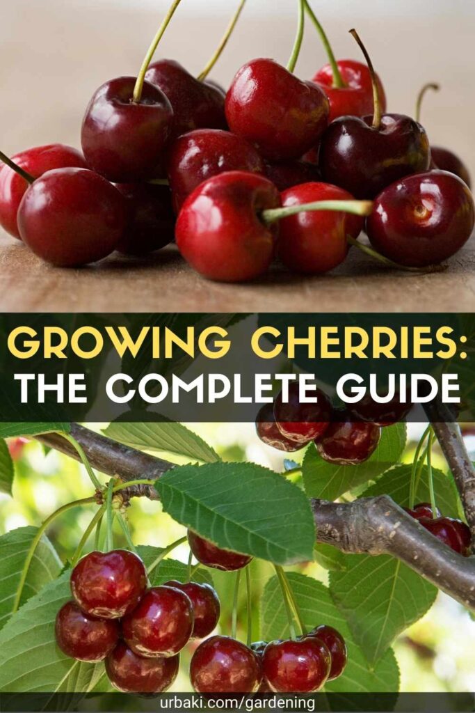 Growing Cherries: The Complete Guide