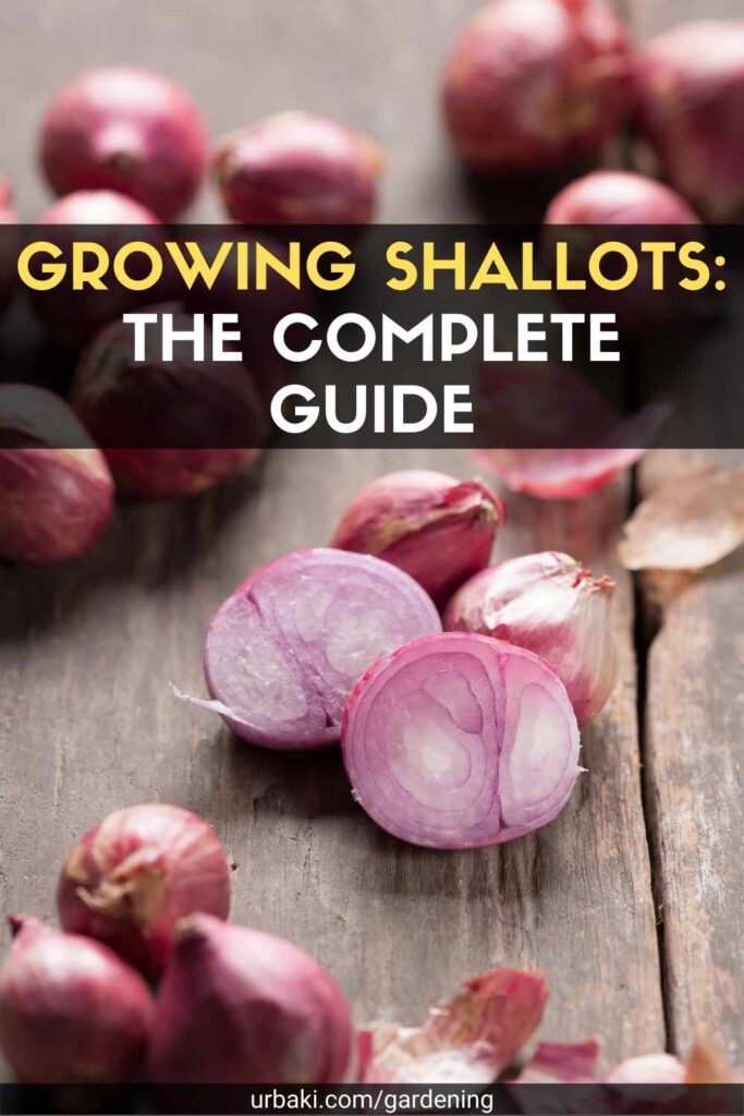 Growing Shallots: The Complete Guide