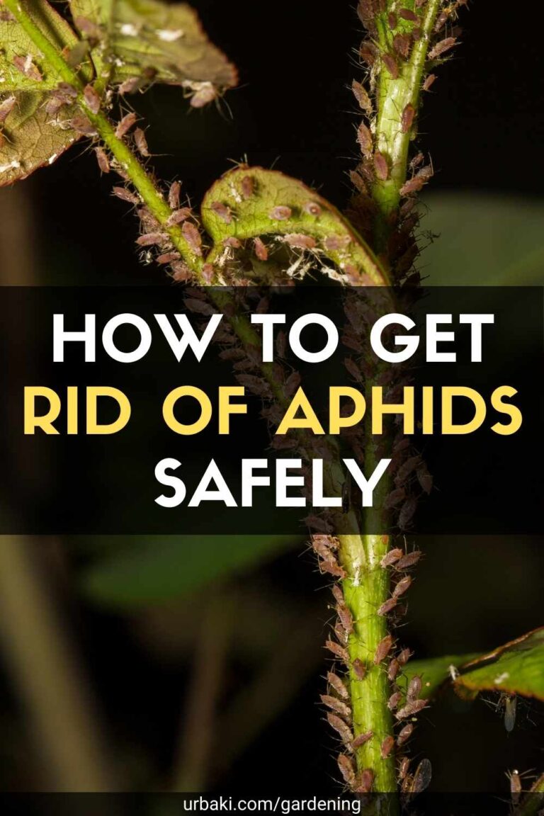 How To Get Rid Of Aphids Safely