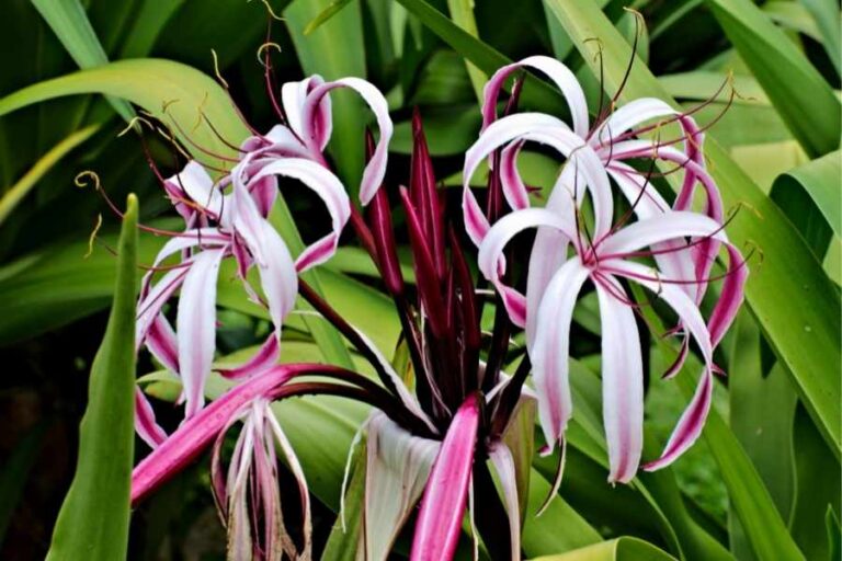 How To Grow Crinum Lilies