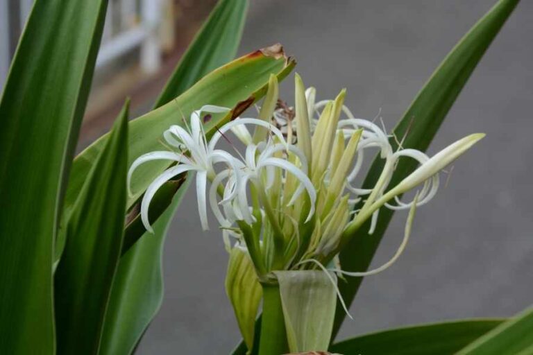 How To Grow Crinum Lilies