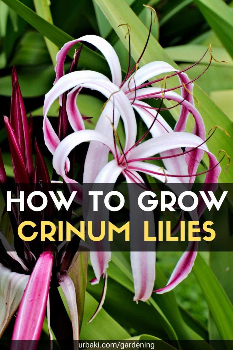 How To Grow Crinum Lilies