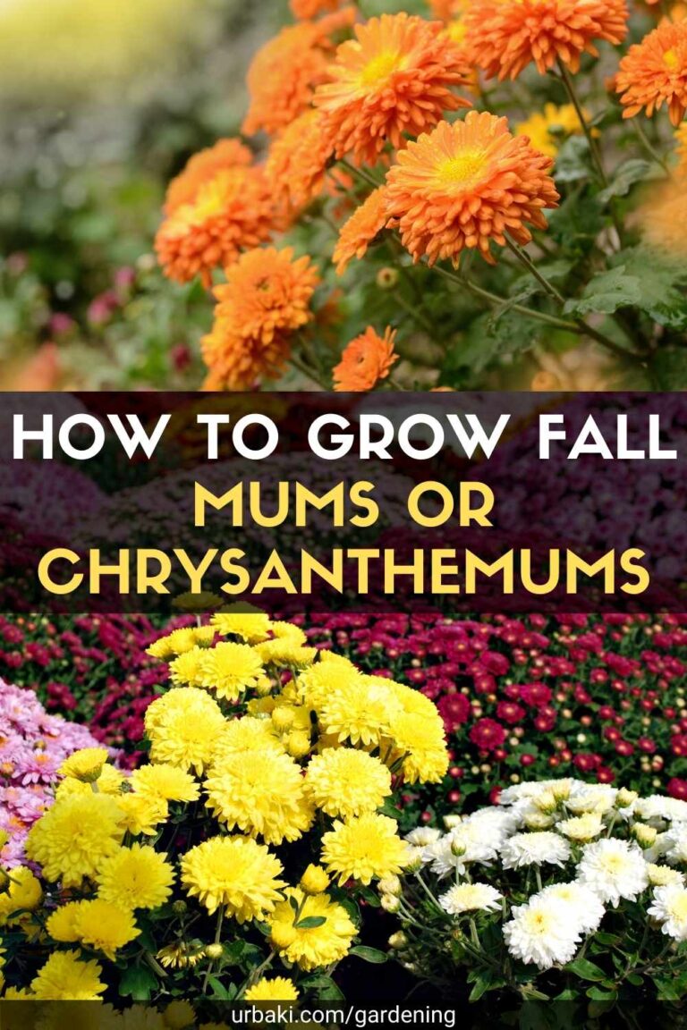How To Grow Fall Mums Or Chrysanthemums