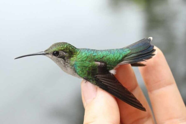 How to Get a Trapped Hummingbird Out of The House Safely