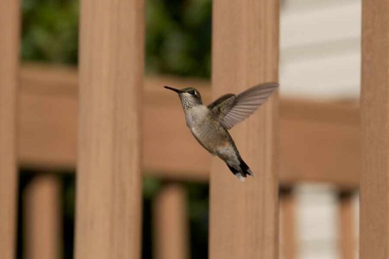 How to Get a Trapped Hummingbird Out of The House Safely