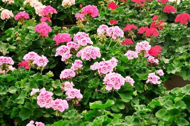 How to Grow and Care Of Geraniums