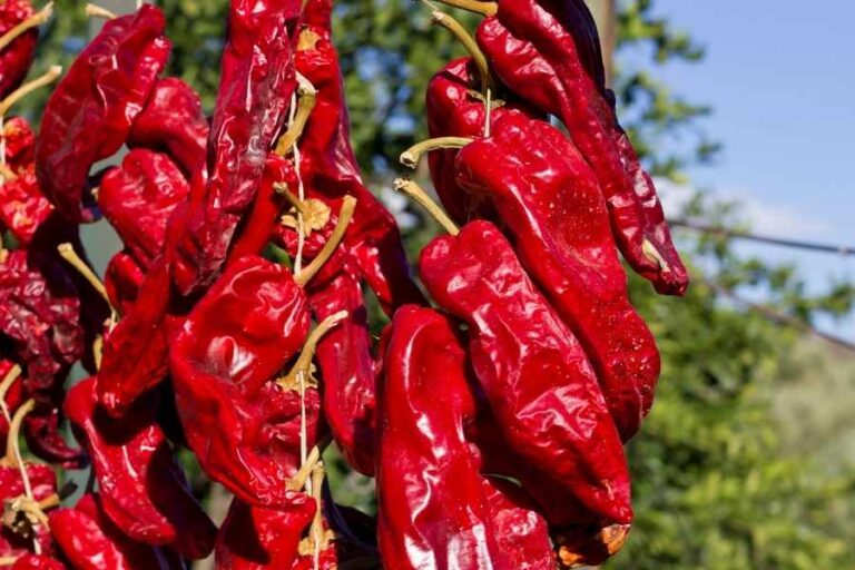 The Complete Guide to Sun Drying Fruits and Vegetables