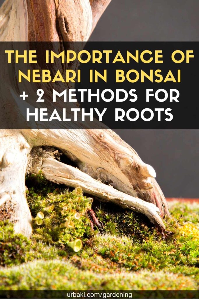 The Importance Of Nebari In Bonsai + 2 Methods For Healthy Roots