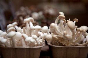 Very Easy Tips For Growing Enoki Mushrooms Yourself