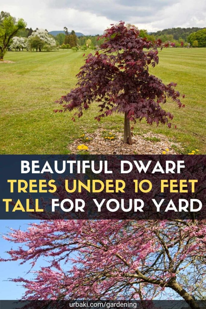 Beautiful Dwarf Trees Under 10 Feet Tall for Your Yard