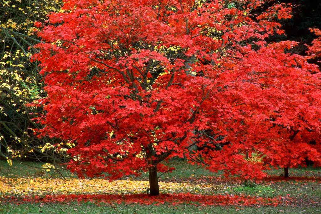 Beautiful Dwarf Trees Under 10 Feet Tall for Your Yard