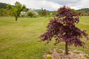 Beautiful Dwarf Trees Under 10 Feet Tall for Your Yard