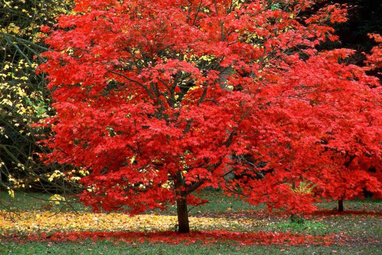 Beautiful Dwarf Trees Under 10 Feet Tall for Your Yard