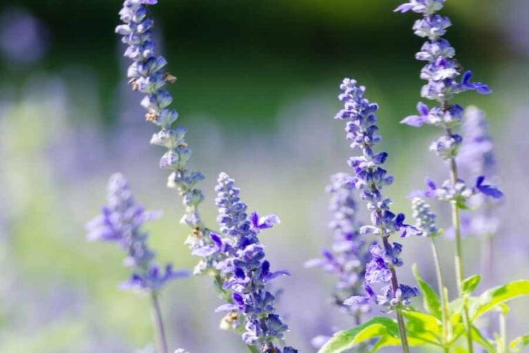 Beautiful Plants With Blue Flowers for Every Garden