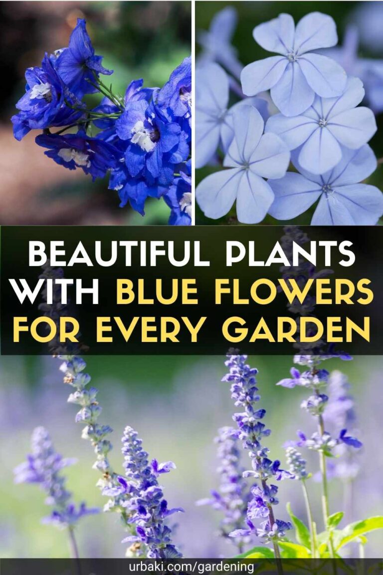 Beautiful Plants With Blue Flowers for Every Garden