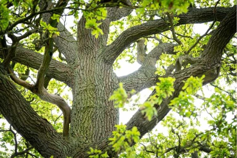 Care Guide for the English Oak Tree