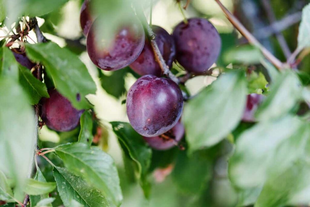 Growing Plums: The Complete Guide
