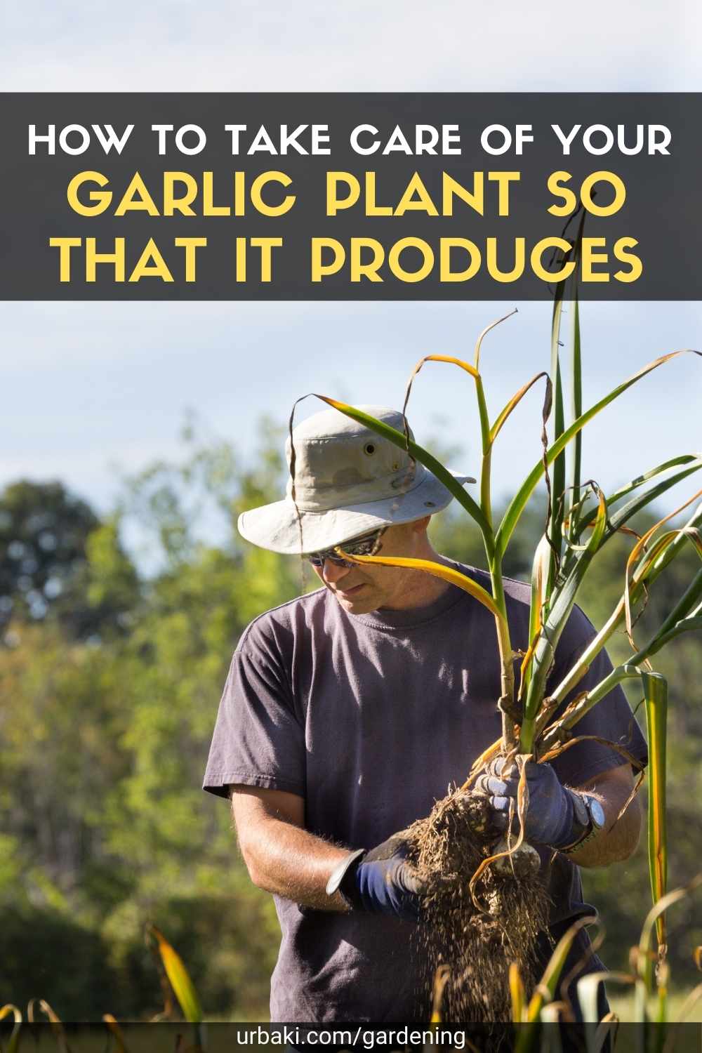 How To Take Care Of Your Garlic Plant So That It Produces