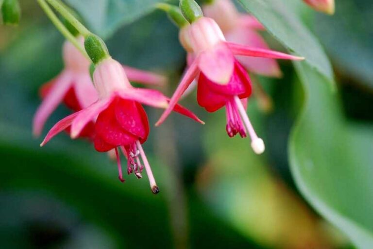 Fuchsias: Growing and Caring Guide