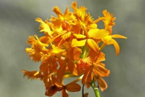Great Tips About Epidendrum Orchids Care